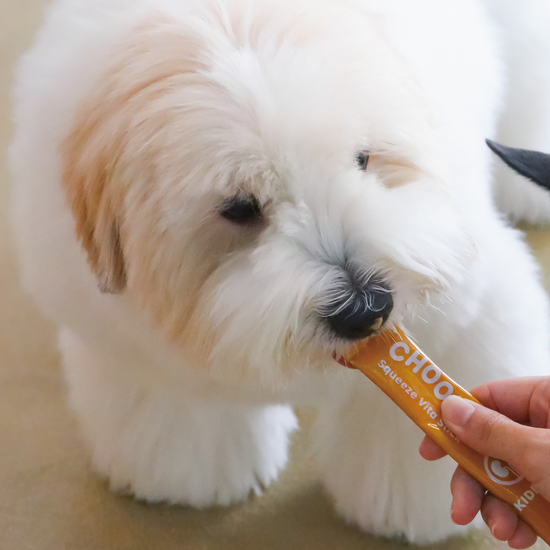 Premium Natural Squeeze Vita Stick Pet Treats | Nutrient-Packed – Choolip